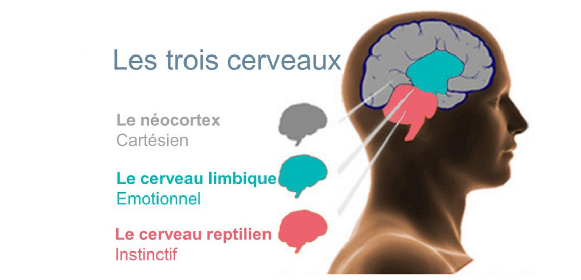Le cerveau triunique - Blog Coach to CLEEN